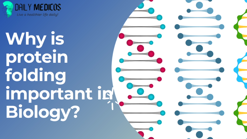 Why is protein folding important in Biology? [Detailed Guide] - Daily ...