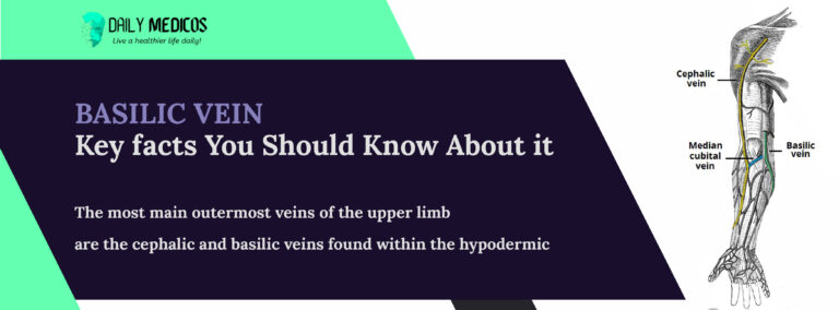 BASILIC VEIN [Key facts You Should Know About it] - Daily Medicos