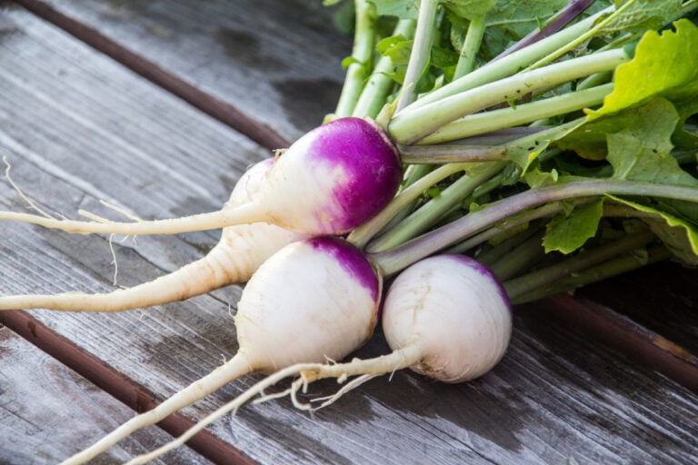 Turnips: Everything You Should Know - Daily Medicos