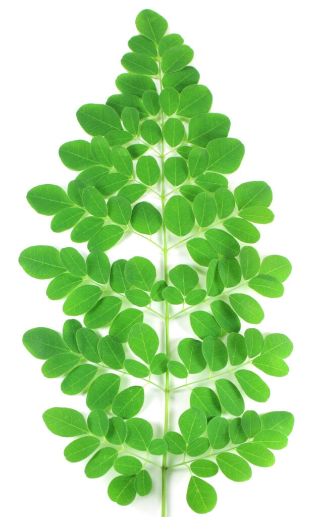 All About the Moringa Tree - Daily Medicos