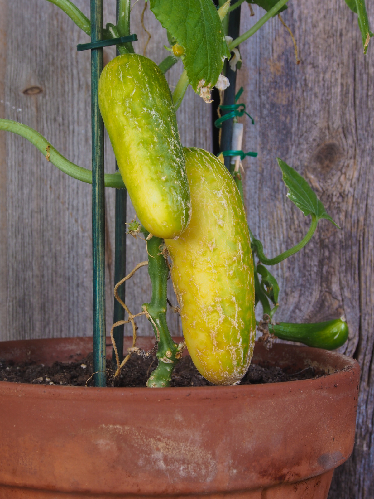 How to Grow Cucumbers? - Daily Medicos