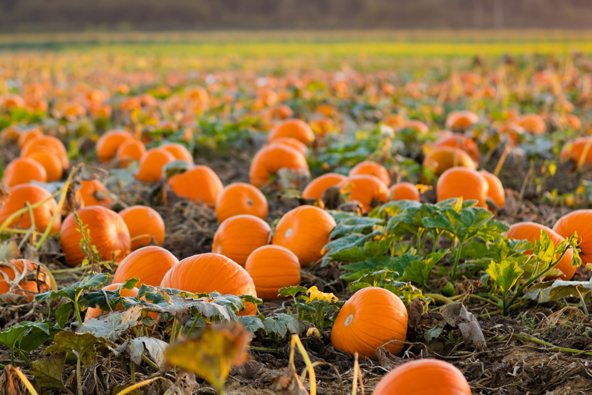 How to Grow Pumpkins? - Daily Medicos
