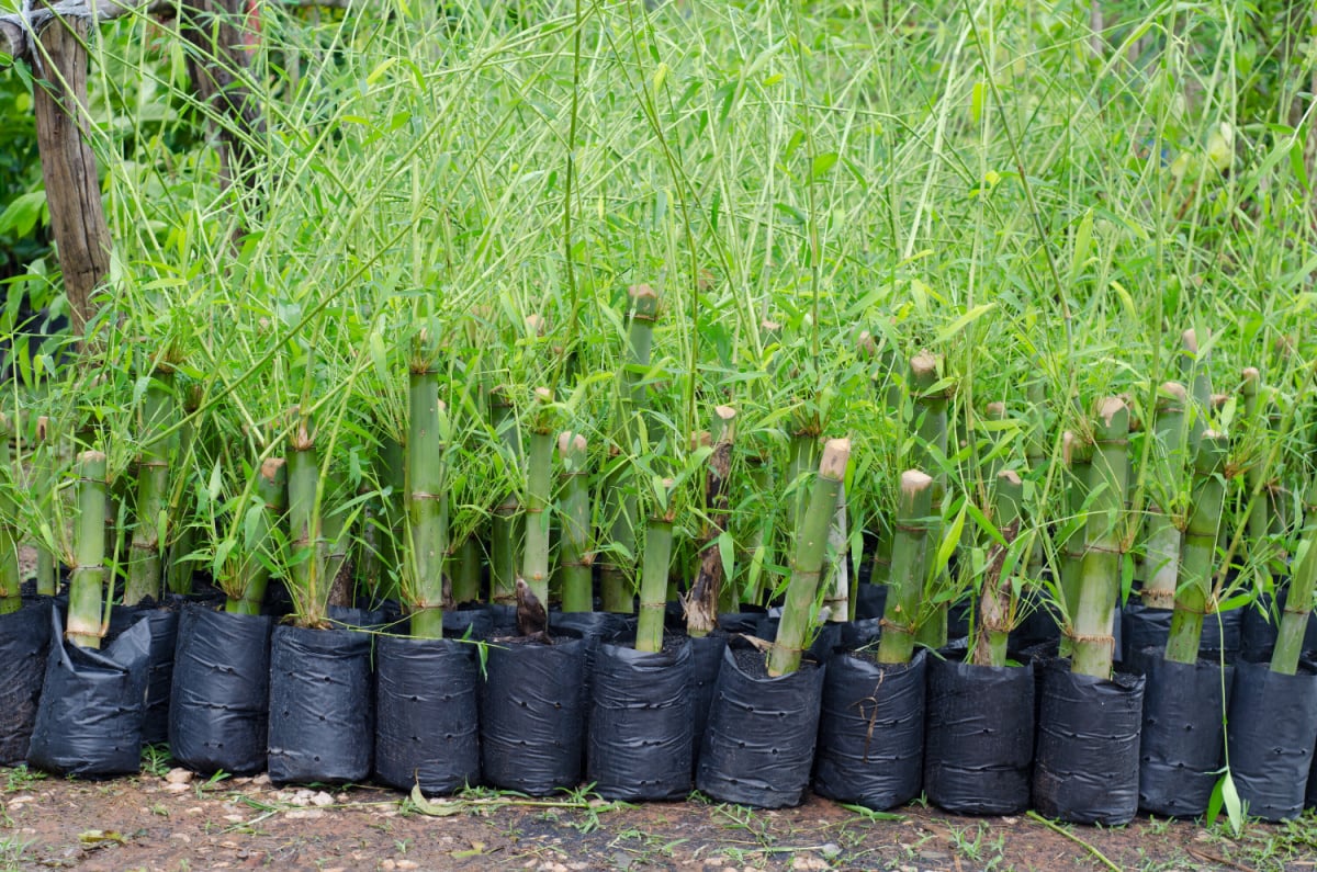 How to Grow Bamboo? - Daily Medicos