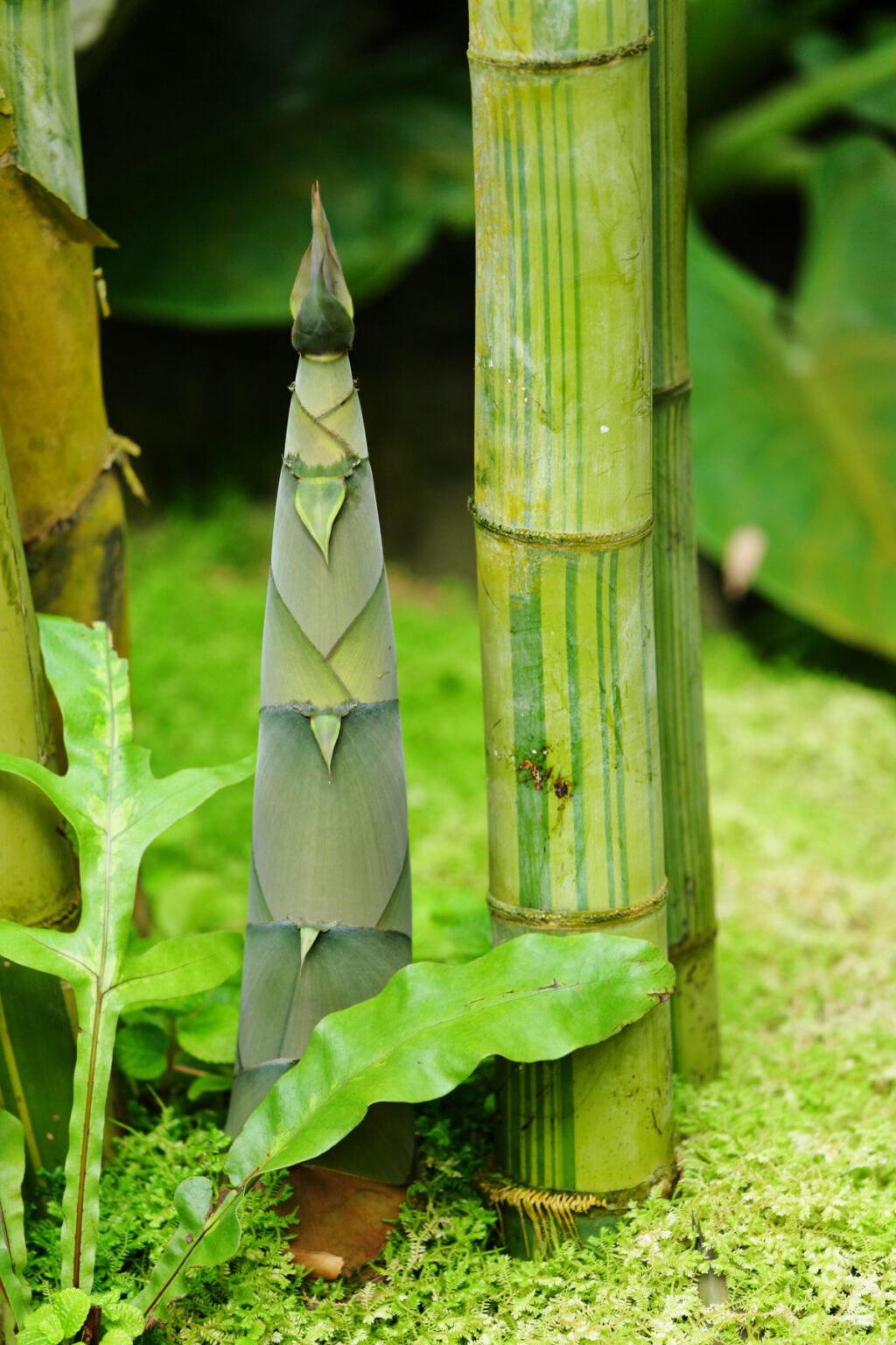 How to Grow Bamboo? - Daily Medicos