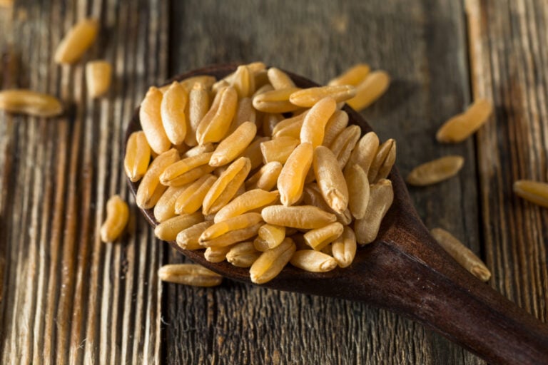 What Is Kamut? - Daily Medicos