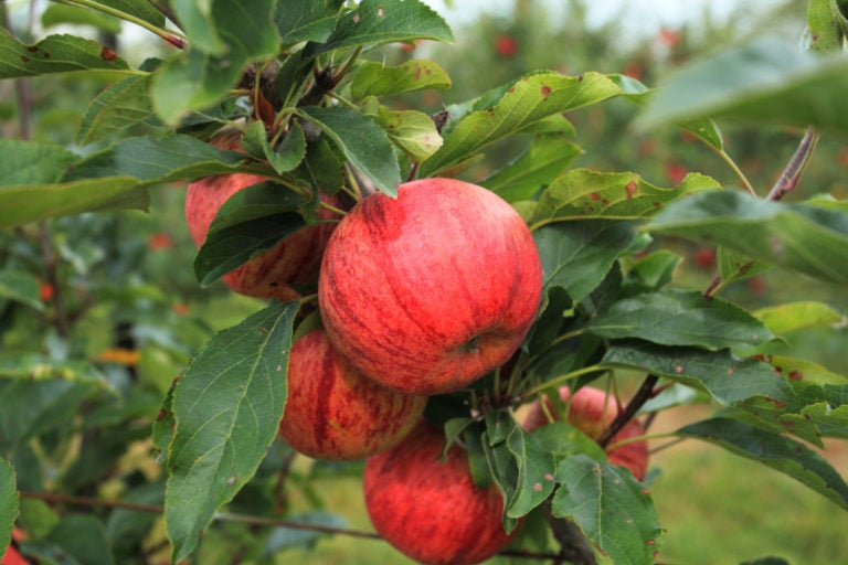 Are Apples Acidic? - Daily Medicos